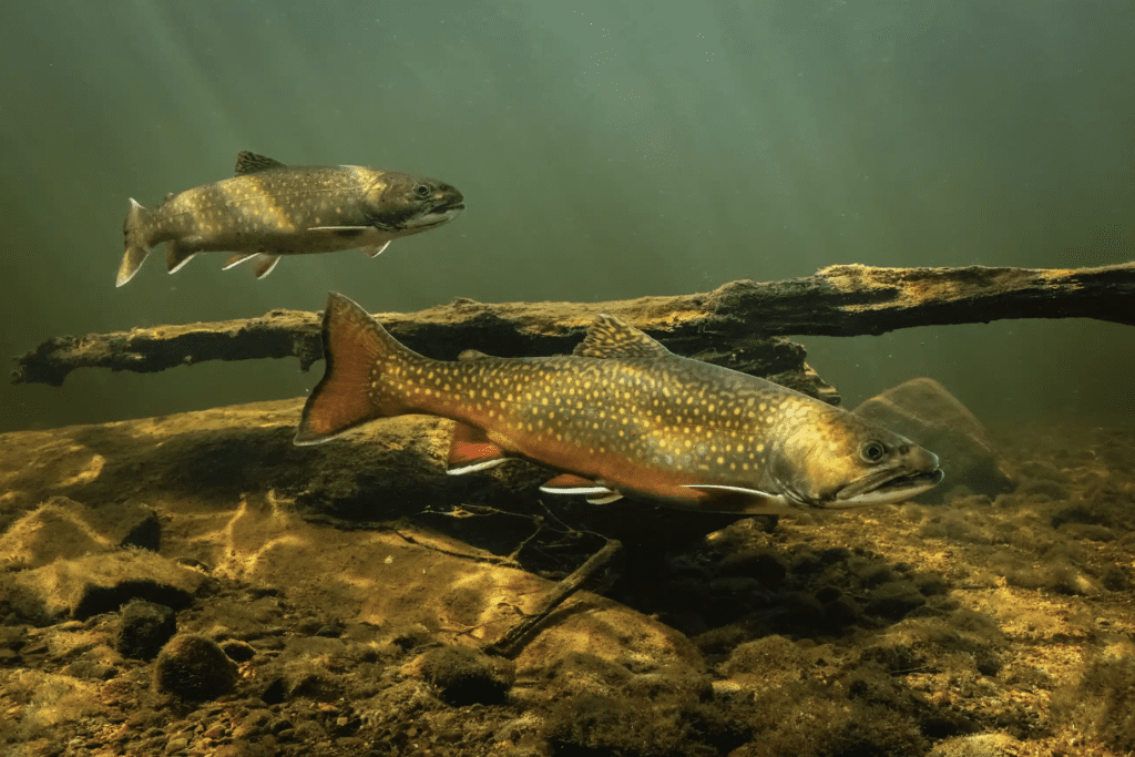 Trojan trout: could turning an invasive fish into a ‘super-male’ save a ...