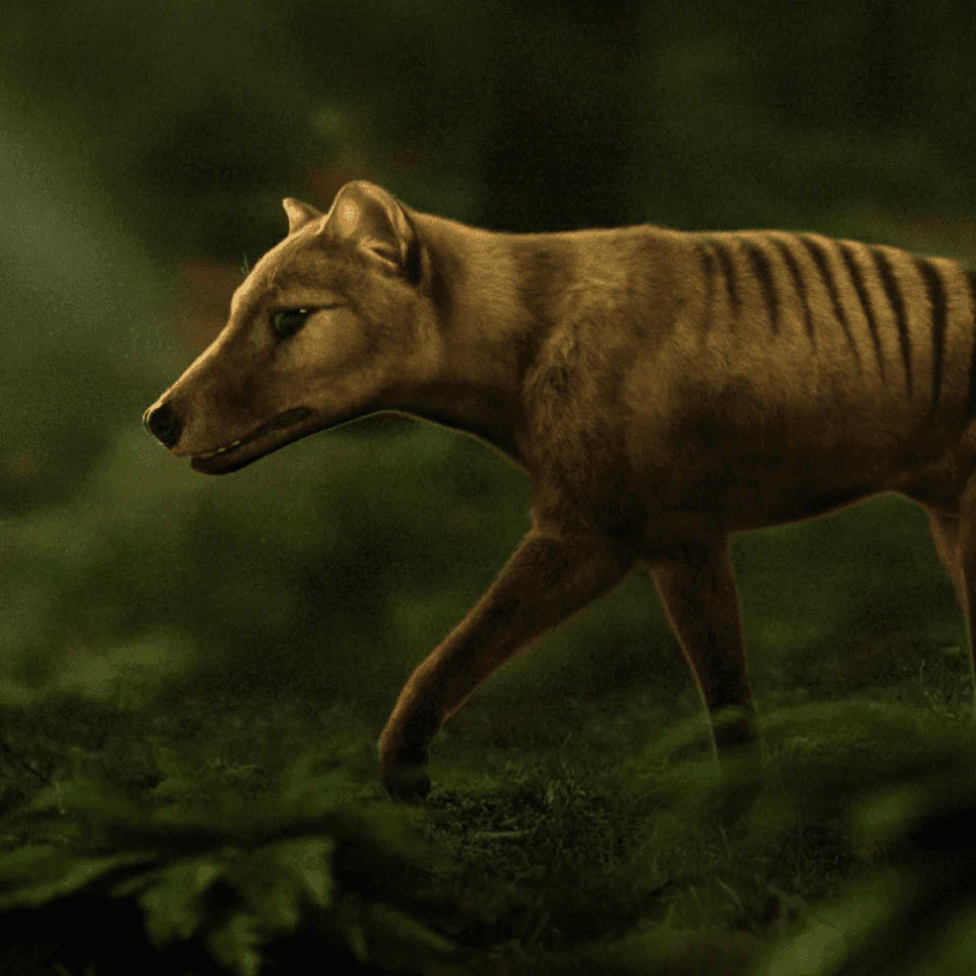 This company is using gene editing to bring the Tasmanian tiger back ...