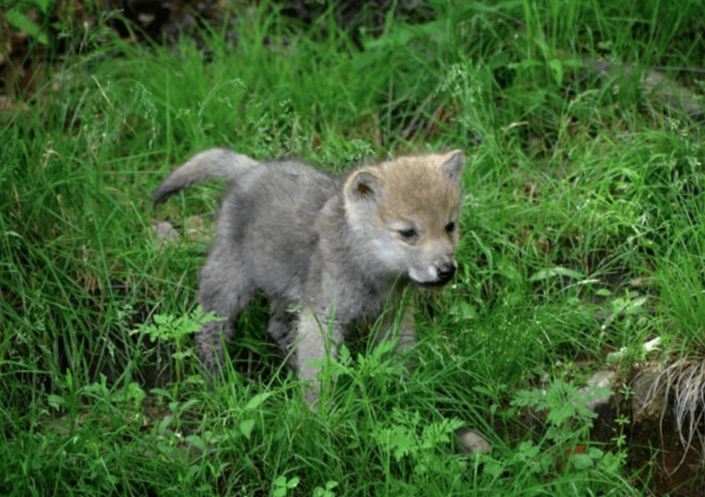 US Firm Says It Brought Back Extinct Dire Wolves - The Ethics Institute